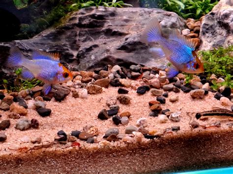 Sex My Rams Raquariums