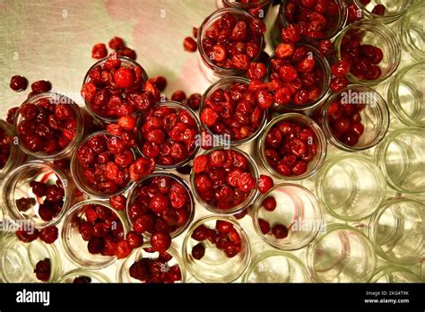 Freshly Harvested Montmorency Cherries Preserved In Glass Canning Jars