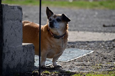 Dorgi Mixed Dog Breed Pictures Characteristics And Facts