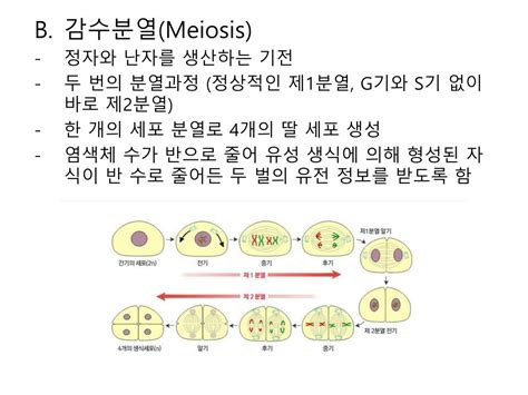 Ppt 세포 Cells Powerpoint Presentation Free Download Id6491353