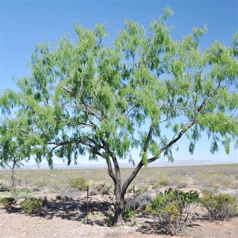 Prosopis Pubescens