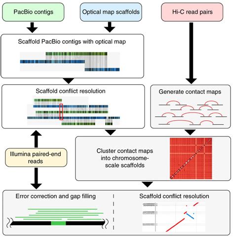 Genome Assembly Hands On Training Assembly Strategies