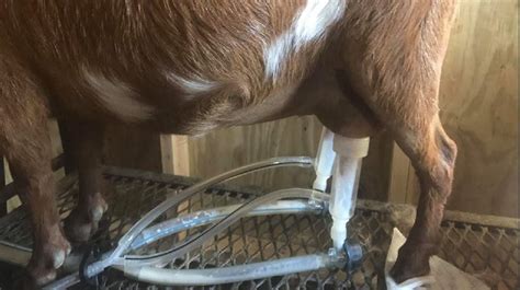 How To Raise Dairy Goats For Milk The Ultimate Guide