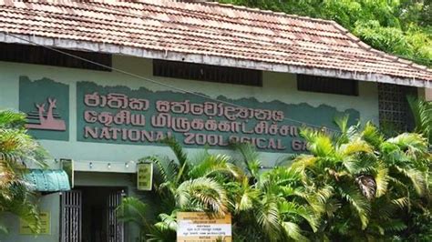 දරුවන්ට දෙහිවල සතුන් වත්ත නොමිලේ බලන්න අවස්ථාවක් අරුණ