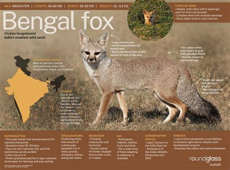 Bengal Fox Indian Fox Namuwiki