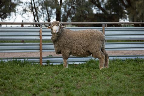 Classings Classicram Sale History Gunallo