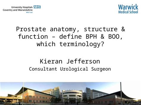 Ppt Prostate Anatomy Structure And Function Define Bph And Boo Which