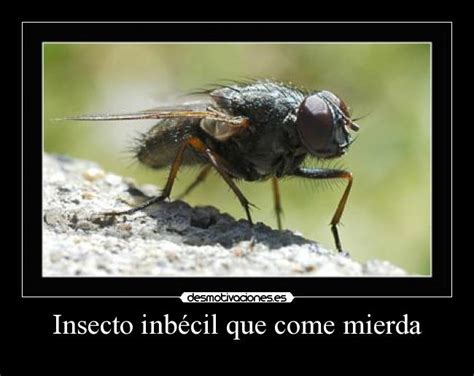 Insecto Inbécil Que Come Mierda Desmotivaciones