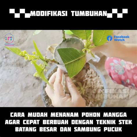 Cara Stek Batang Mangga Yang Besar Tanpa Harus Cangkok Terlebih Dahulu Metode Stek Adalah Cara