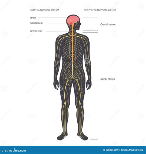 Centrala Nervsystemet Vektor Illustrationer Illustration Av Sjukdom