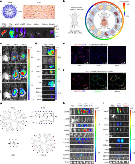 聚阳离子纳米药物选择性靶向内脏肥胖 Nature Nanotechnology X Mol
