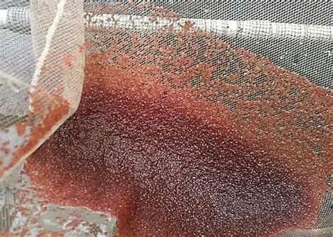 Budidaya Kutu Air Untuk Pakan Ikan