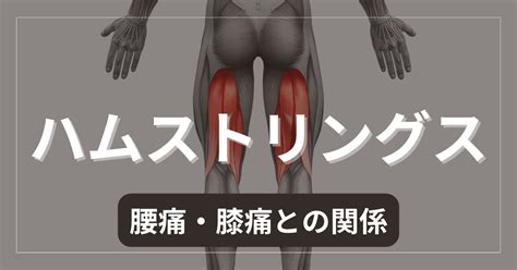 【ハムストリングス】腰痛・膝痛との関係 セルフケアラボ【柴雅仁blog】