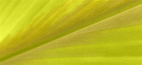 생생한 녹색 잎의 복잡한 정맥과 질감 있는 표면을 보여주는 매크로 사진 신선하고 현대적인 배경을 위한 자연스러운 프리미엄 사진 0명에 대한 스톡 사진 및 기타 이미지