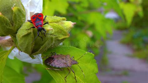 The Firebug Pyrrhocoris Apterus Insects Suck Juices From Mallow Fruit