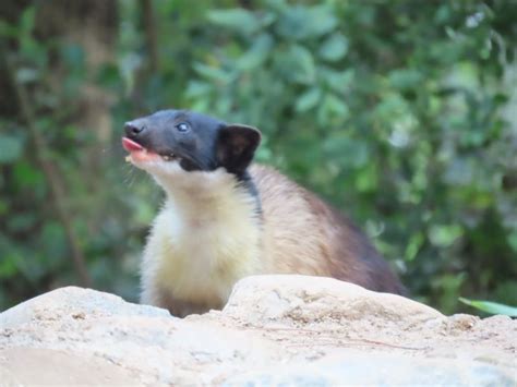vinayak puranik on linkedin yellow throated martin sattal uttarkhand
