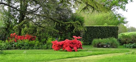 Plantes de terre de bruyère Conseils pour bien réussir ses massifs