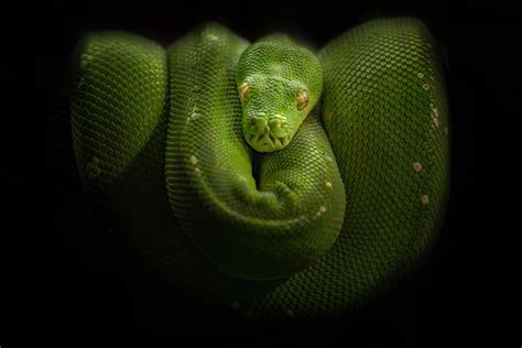 Python Skin Stock Photos Images And Backgrounds For Free Download