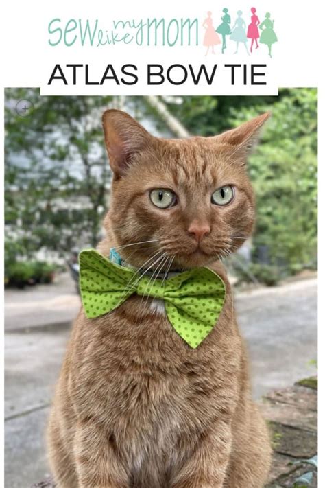 Cat Bow Tie Pattern Artofit
