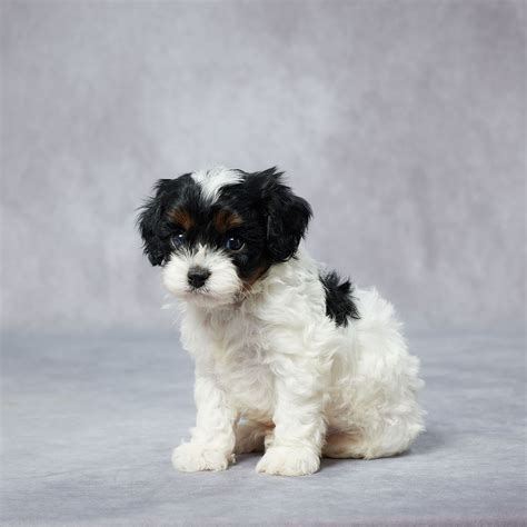 Cavapoo Grandeur Valley Puppies 22