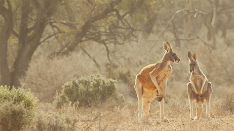 Choose The Best Kangaroo Image The Final Cut