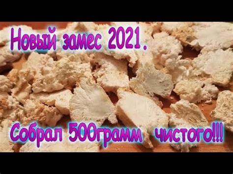 67. Собирал 500 грамм чистого мицелия ежовика гребенчатого. - YouTube