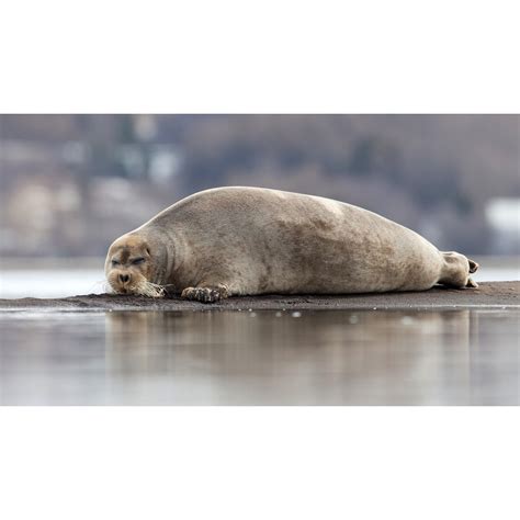 Морские зайцы Erignathus Lifecatalog