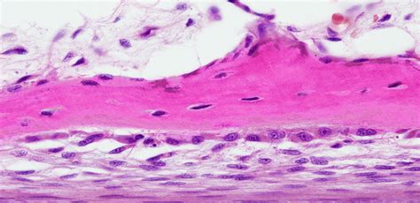7 10 Tecido ósseo HISTOLOGIA