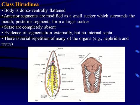 Phylum Annelida Class Hirudinea Suckers