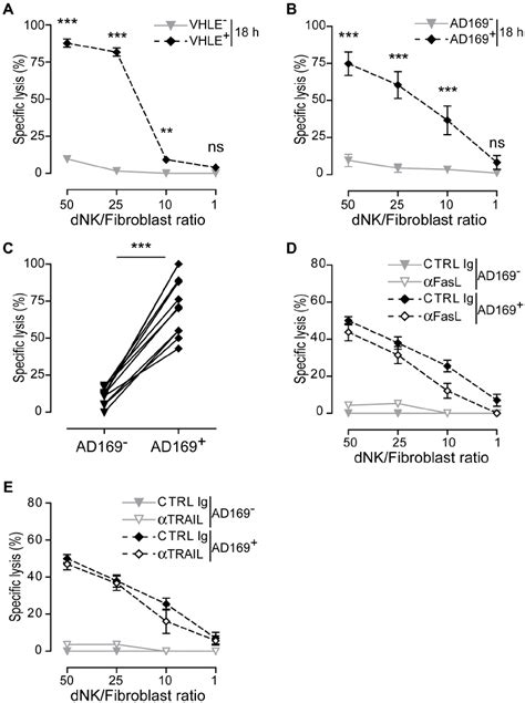 Dnk Cells Are Cytotoxic Against Hcmv Infected Autologous Fibroblasts