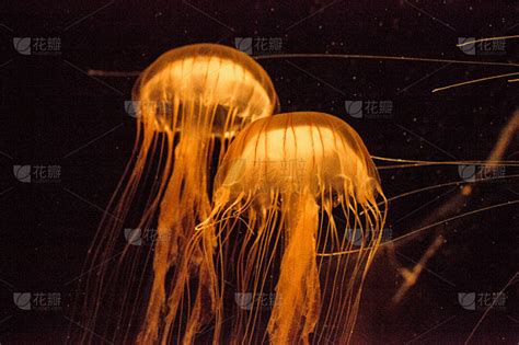 日本帕奇菲卡刺螫水母水美水平画幅无人水下刺荨麻海滩