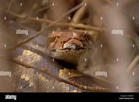 Indian Python Python Molurus Adult Close Up Of Head Keoladeo Ghana