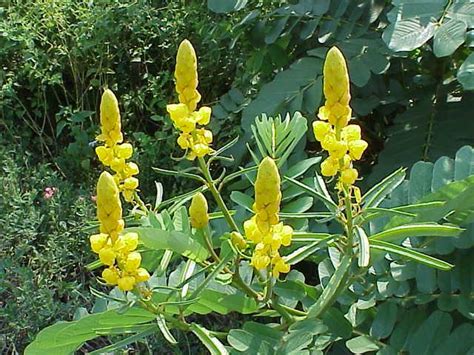 Купить семена Кассия крылатая или Дерево канделябров Cassia alata в ...