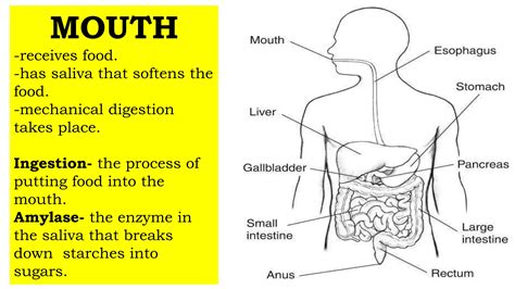 Q2 Week1 Major Organ Of The Bodypptx Digestive Disorders Diseases