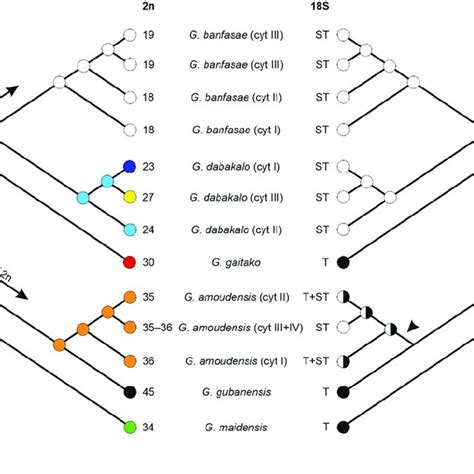 Ancestral State Reconstruction Analyses Based On The Bayesian Tree From Download Scientific