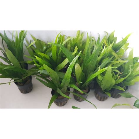 Java Fern Mini Aquatic Plants 1 Pot Shopee Philippines