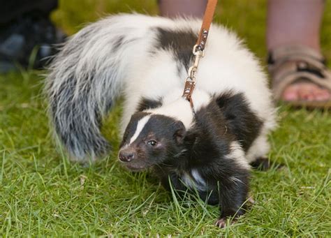 Birmingham Beauty Contest For Skunks Birmingham Live