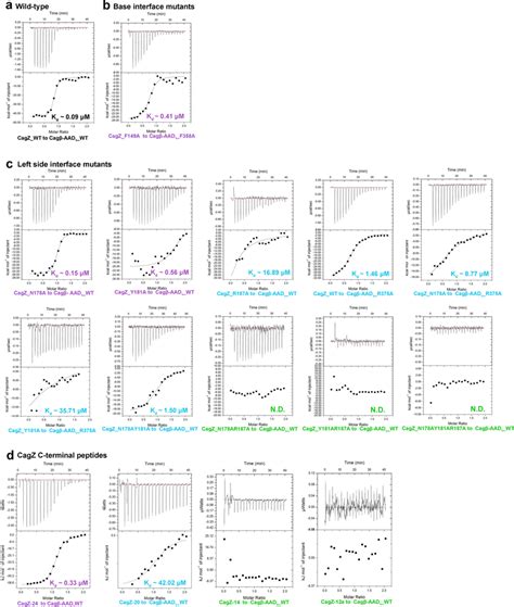 Mutational Analyses Of The Binding Interface Between Cagz And Cagβ Aad1