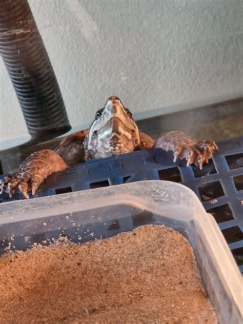 Fly You Fools Rturtle