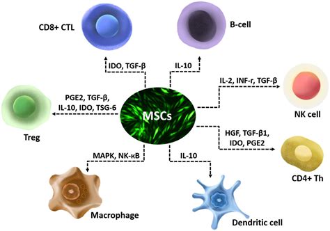 Stem Cells