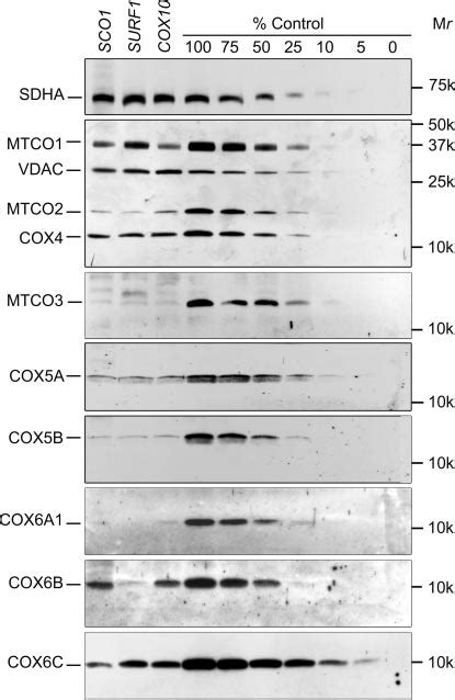 Steady State Levels Of Cytochrome C Oxidase Subunits In Sco1 Surf1 Download Scientific