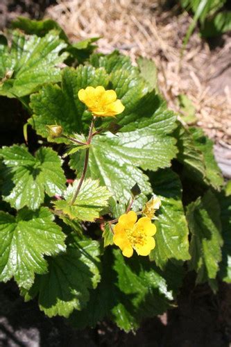 Verbesina Alternifolia Wingstem Seed Awesome Blossom Plants