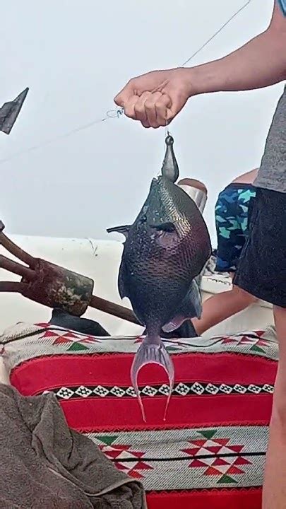 Оман морская прогулка Индийский океан Аравийское море Оманский залив