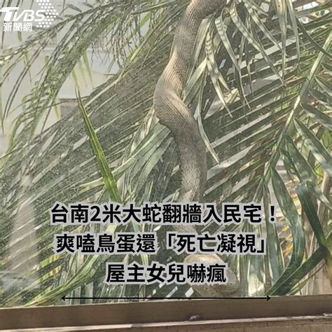 Tvbs 【台南2米大蛇翻牆入民宅！爽嗑鳥蛋還「死亡凝視」屋主女兒嚇瘋】真的好嚇人 😱😱 台南 大蛇 鳥蛋 （圖／林美燕提供