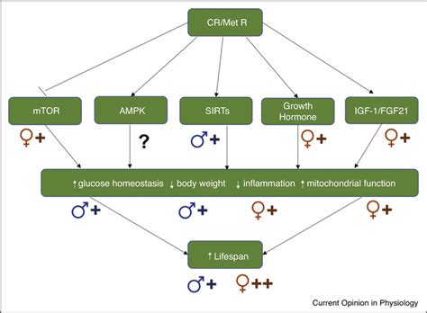 Sex Differences In The Response To Dietary Restriction In Rodents