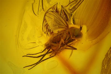 Detailed Fossil Dance Flies And A Springtail In Baltic Amber 170048