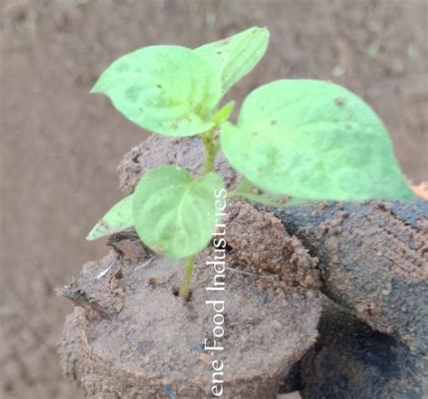 Le Bon Moment Pour Repiquer La Plantule Du Piment GÉant Taatjene Issue De La Biotechnologie