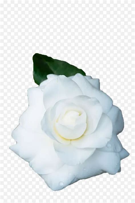 Png Png