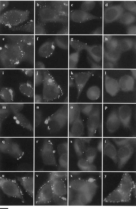 Ifm Adhesion Inhibition Assay M Genitalium And M Pneumoniae Were