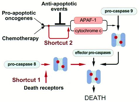 Caspases Enemies Within Science